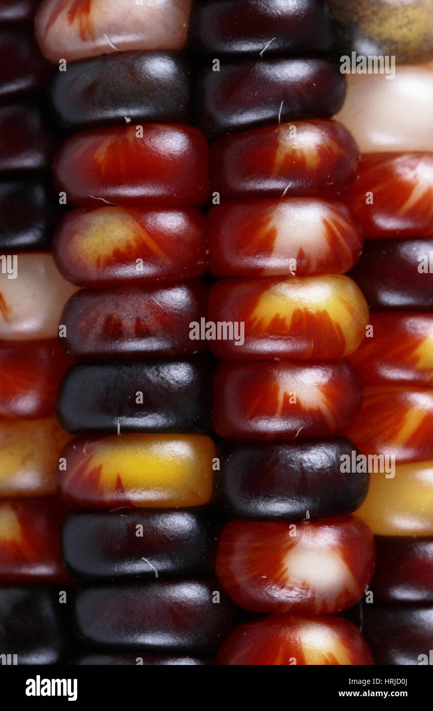 Calico corn hi-res stock photography and images - Alamy