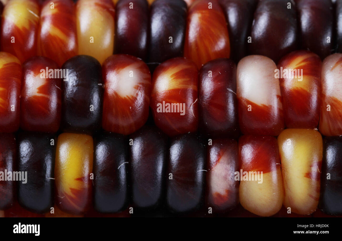 Calico corn hi-res stock photography and images - Alamy