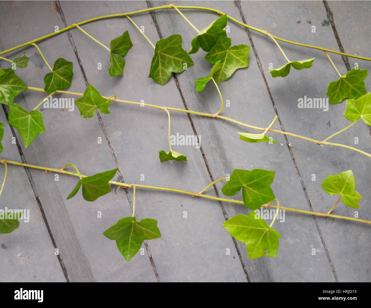 Vine climbing stem hi-res stock photography and images - Alamy
