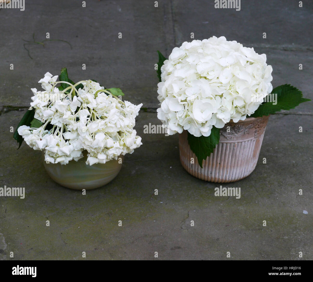 Wilted plant comparison hi-res stock photography and images - Alamy
