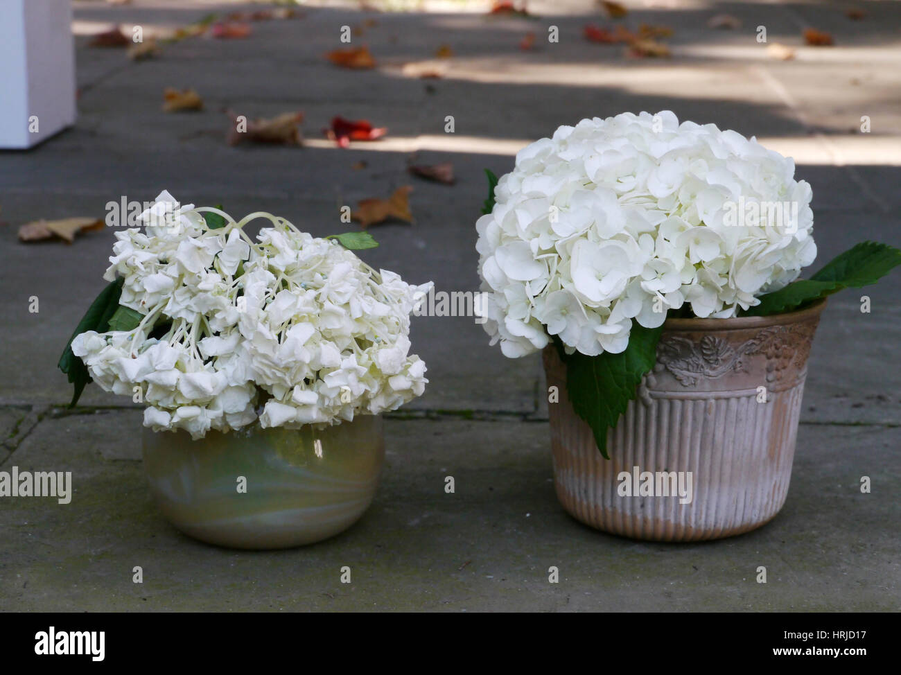Hydrangea Flowers, Wilted and Fresh Stock Photo - Alamy