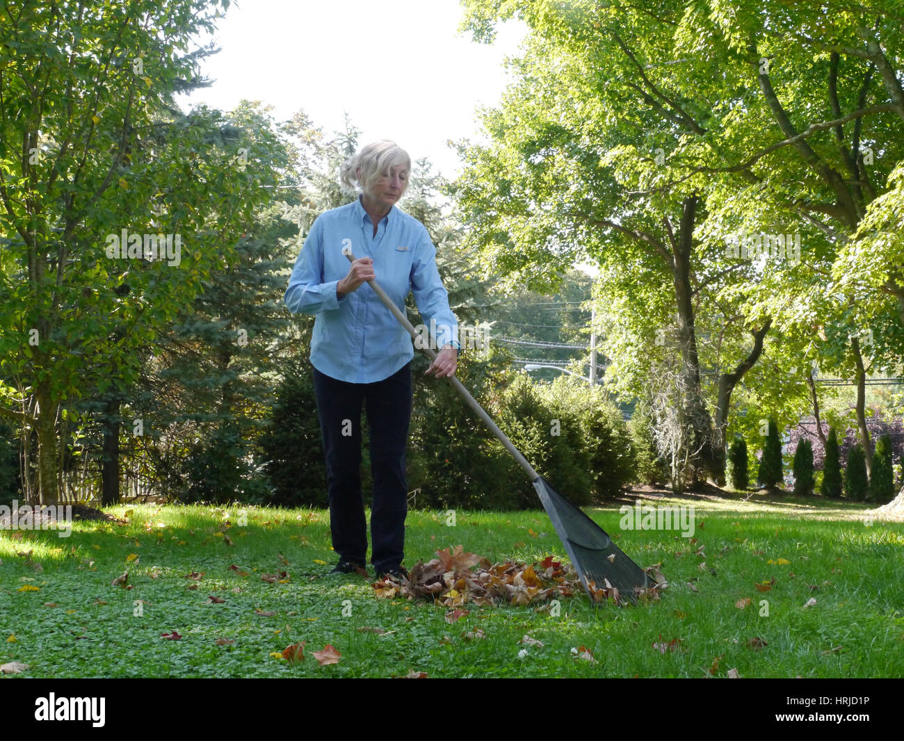 Senior Woman Raking Leaves Stock Photo - Alamy