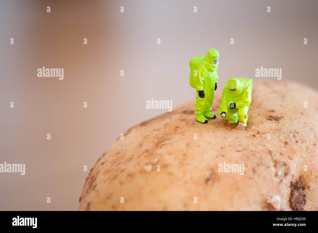 Group of Researchers in protective suit inspecting a potato. Transgenic ...