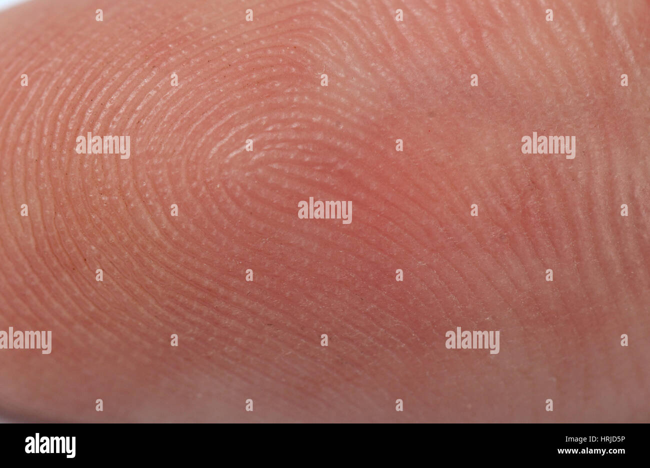 Fingertip showing Fingerprint Ridges Stock Photo - Alamy