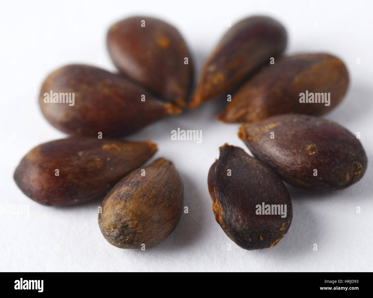 Appleseeds hi-res stock photography and images - Alamy