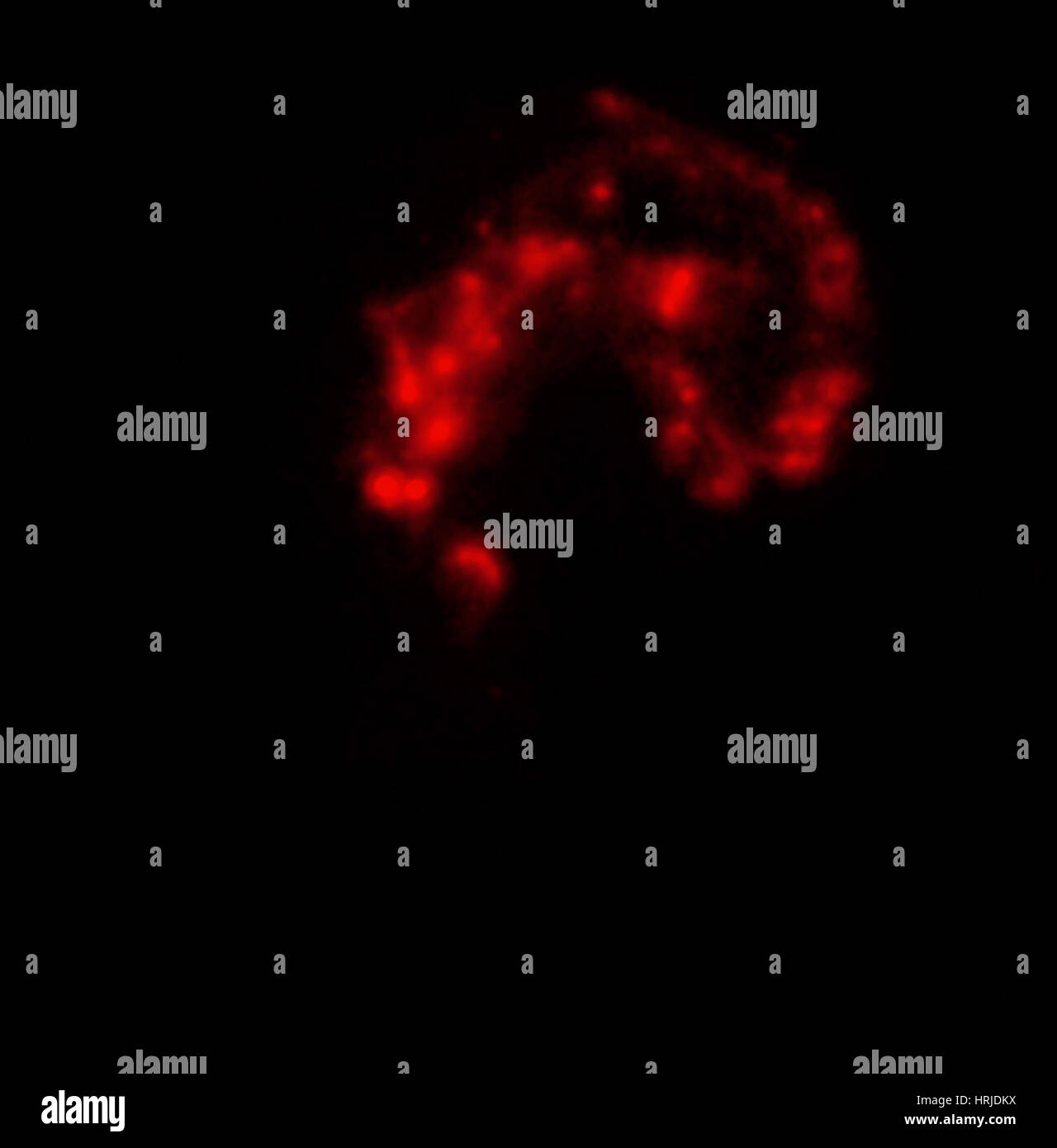 NGC 4038/NGC 4039, Antennae Galaxies, Infrared Stock Photo - Alamy