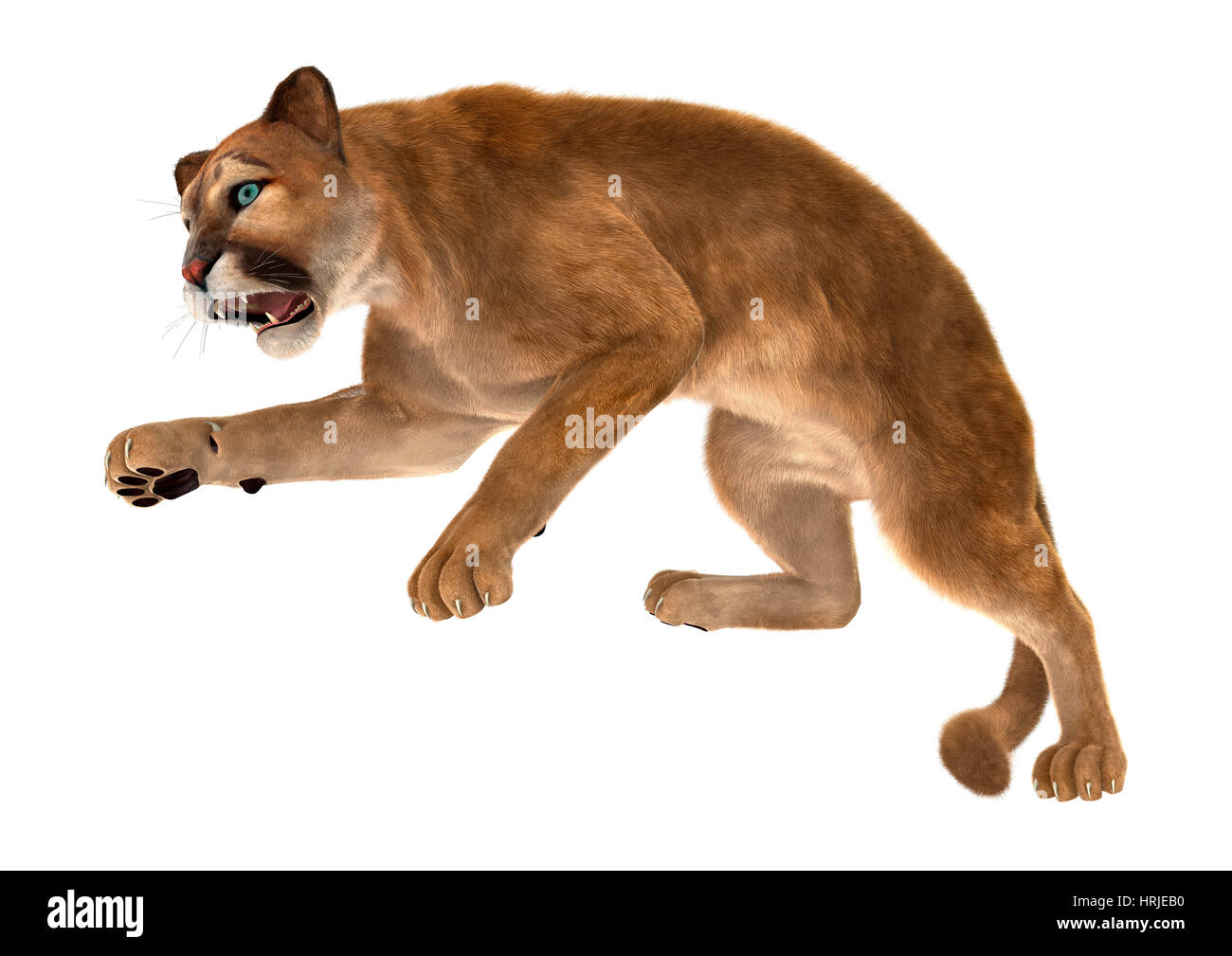 3D rendering of a big cat puma isolated on white background Stock Photo ...