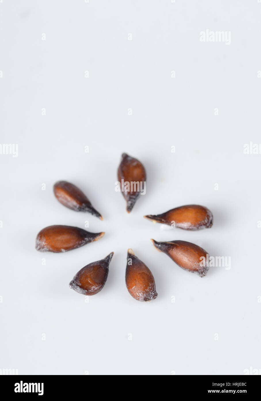 Botanical reproduction hi-res stock photography and images - Alamy