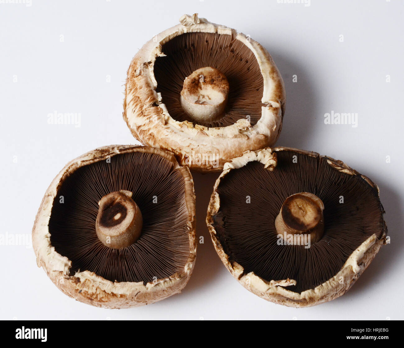 Portabella Mushroom Gills Stock Photo - Alamy