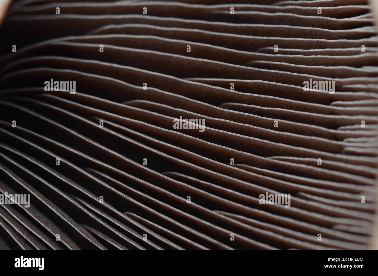Portabella Mushroom Gills Stock Photo - Alamy