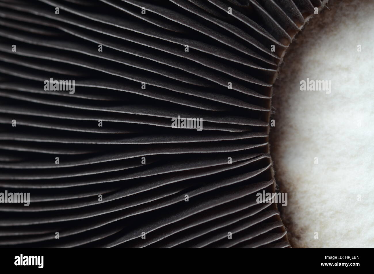Portabella Mushroom Gills Stock Photo - Alamy