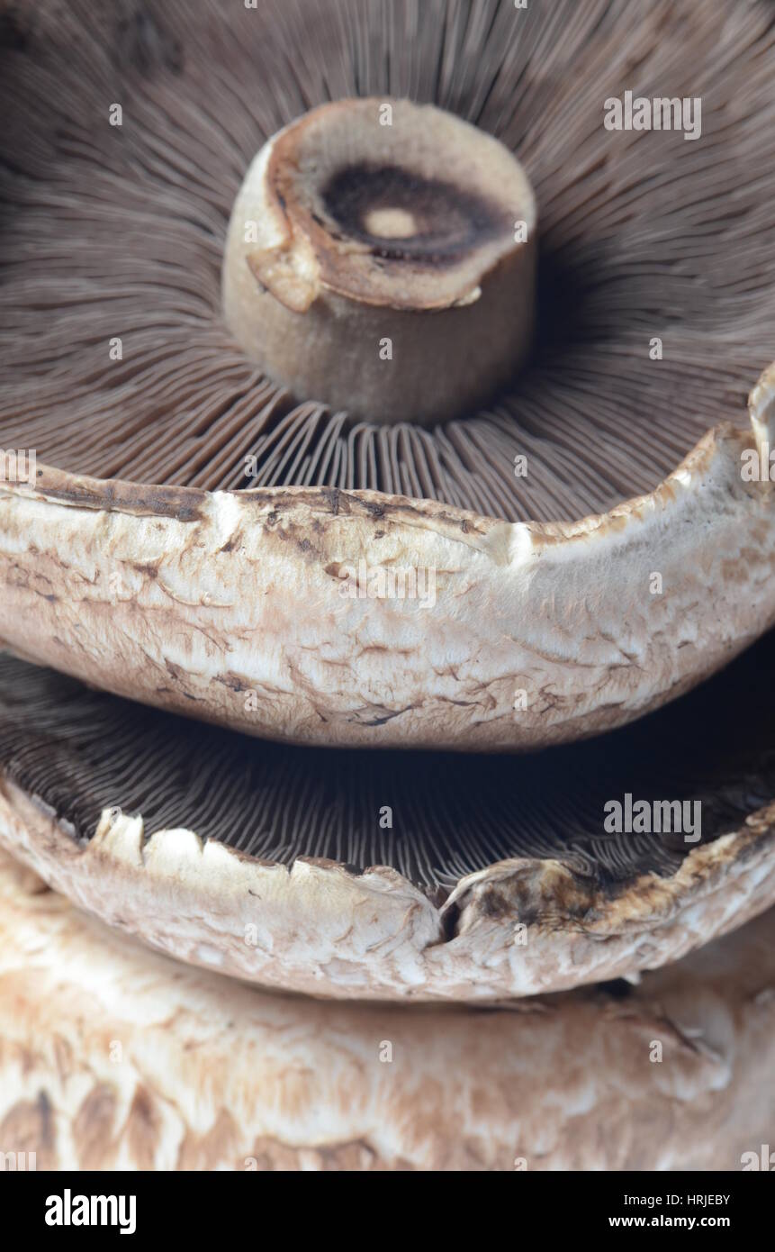 Portabella Mushroom Gills Stock Photo - Alamy