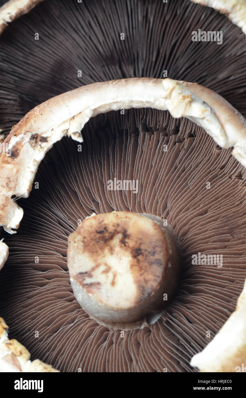 Portabella Mushroom Gills Stock Photo - Alamy