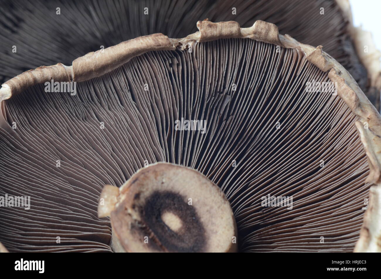 Portabella Mushroom Gills Stock Photo - Alamy