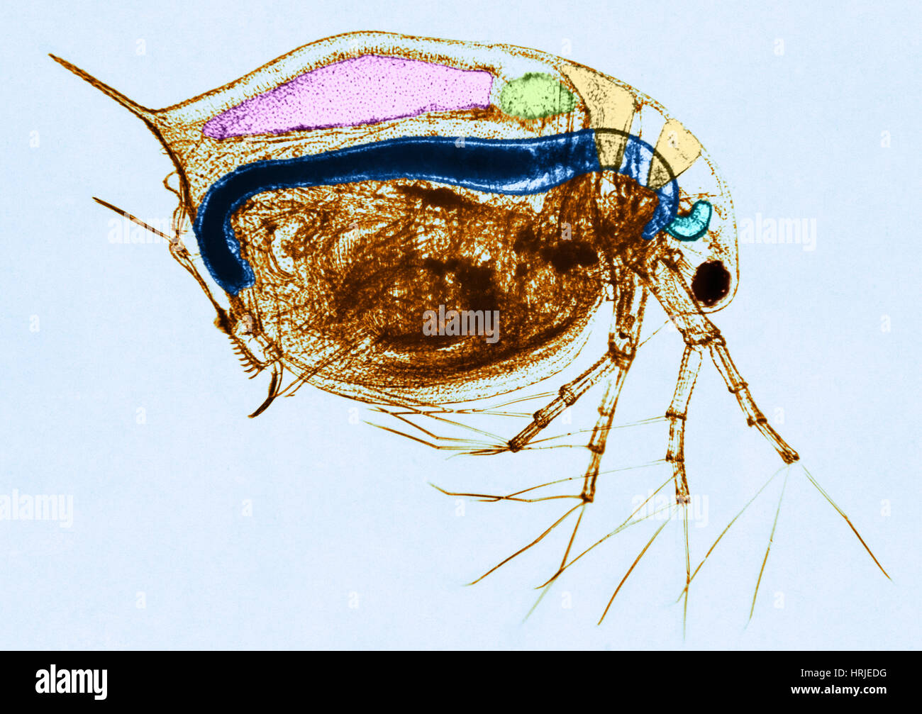 Magnified Flea High Resolution Stock Photography and Images - Alamy