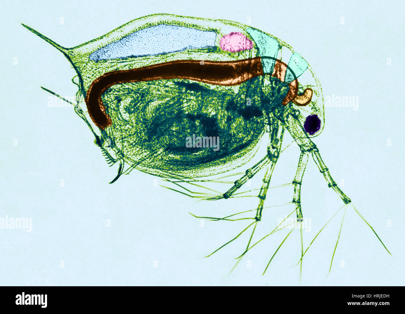 Daphnia water flea hi-res stock photography and images - Alamy