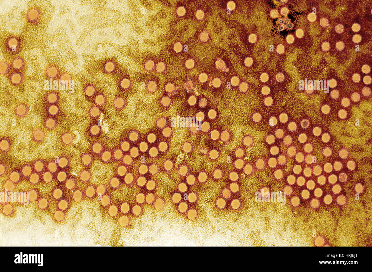 Parvovirus High Resolution Stock Photography and Images - Alamy