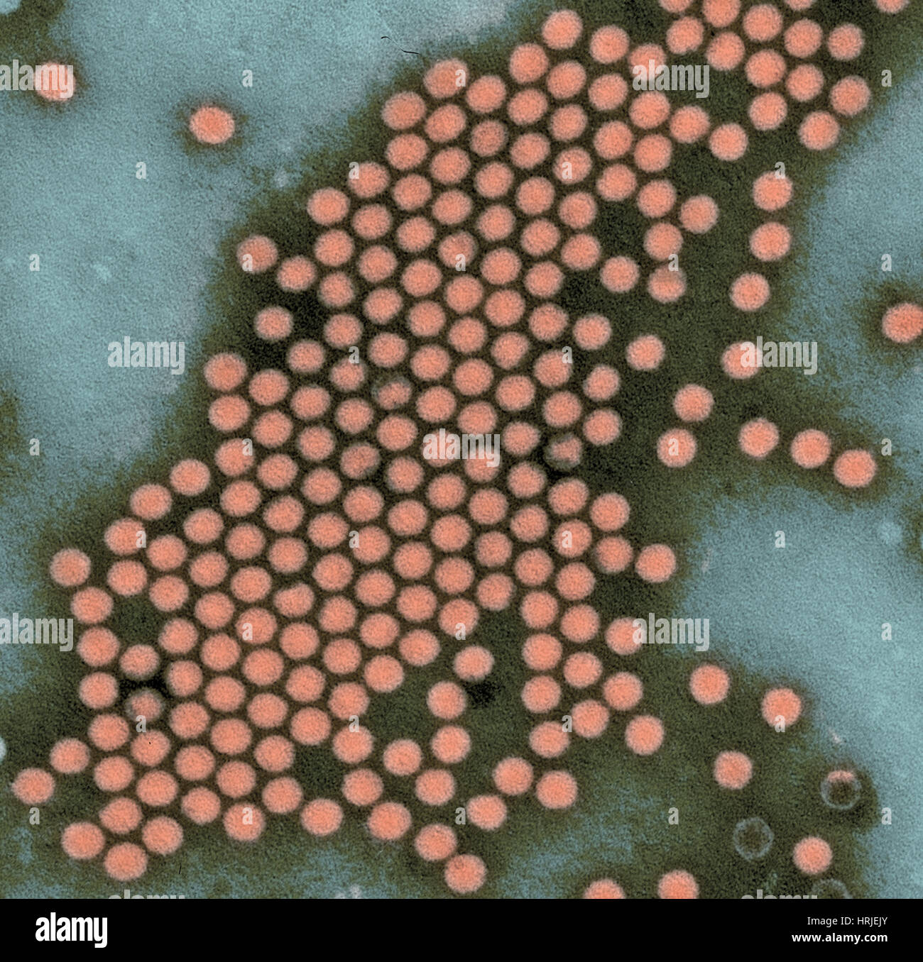 Human poliovirus hi-res stock photography and images - Alamy