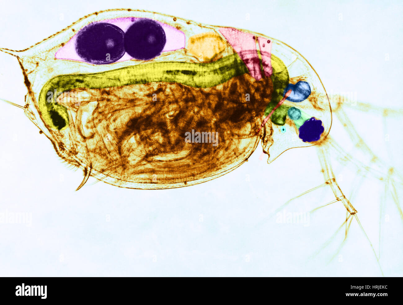 Freshwater zooplankton hi-res stock photography and images - Alamy