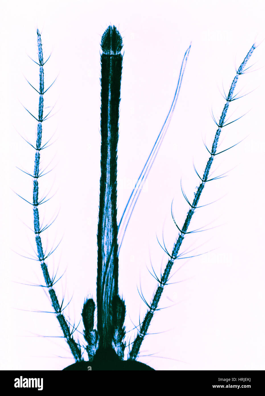 Female Mosquito Proboscis, LM Stock Photo - Alamy