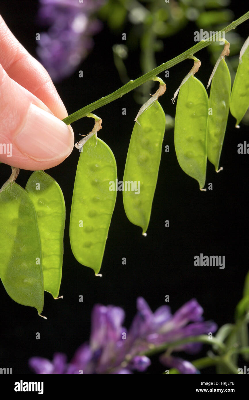 Seed organ hi-res stock photography and images - Alamy