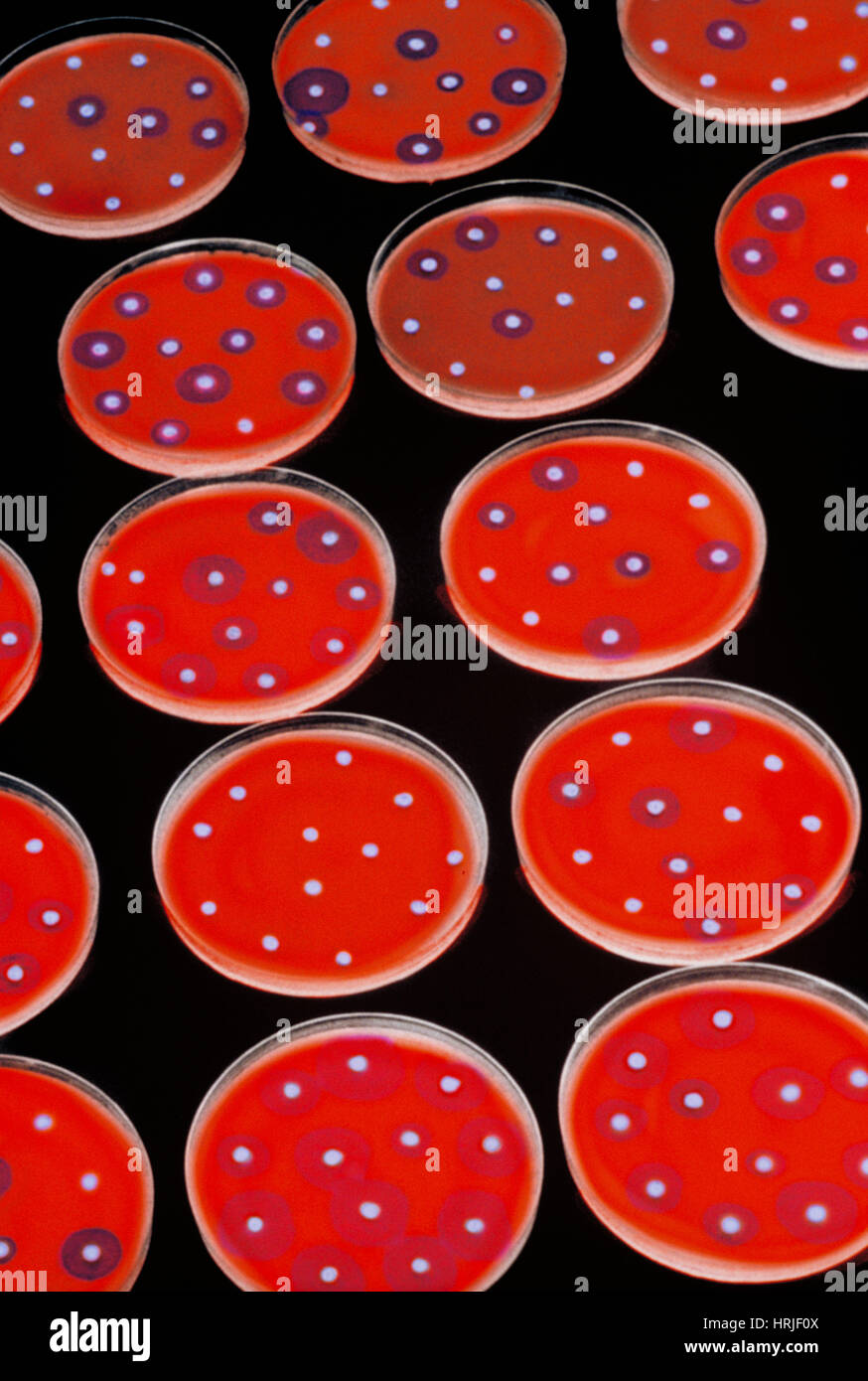 Petrii dishes hi-res stock photography and images - Alamy