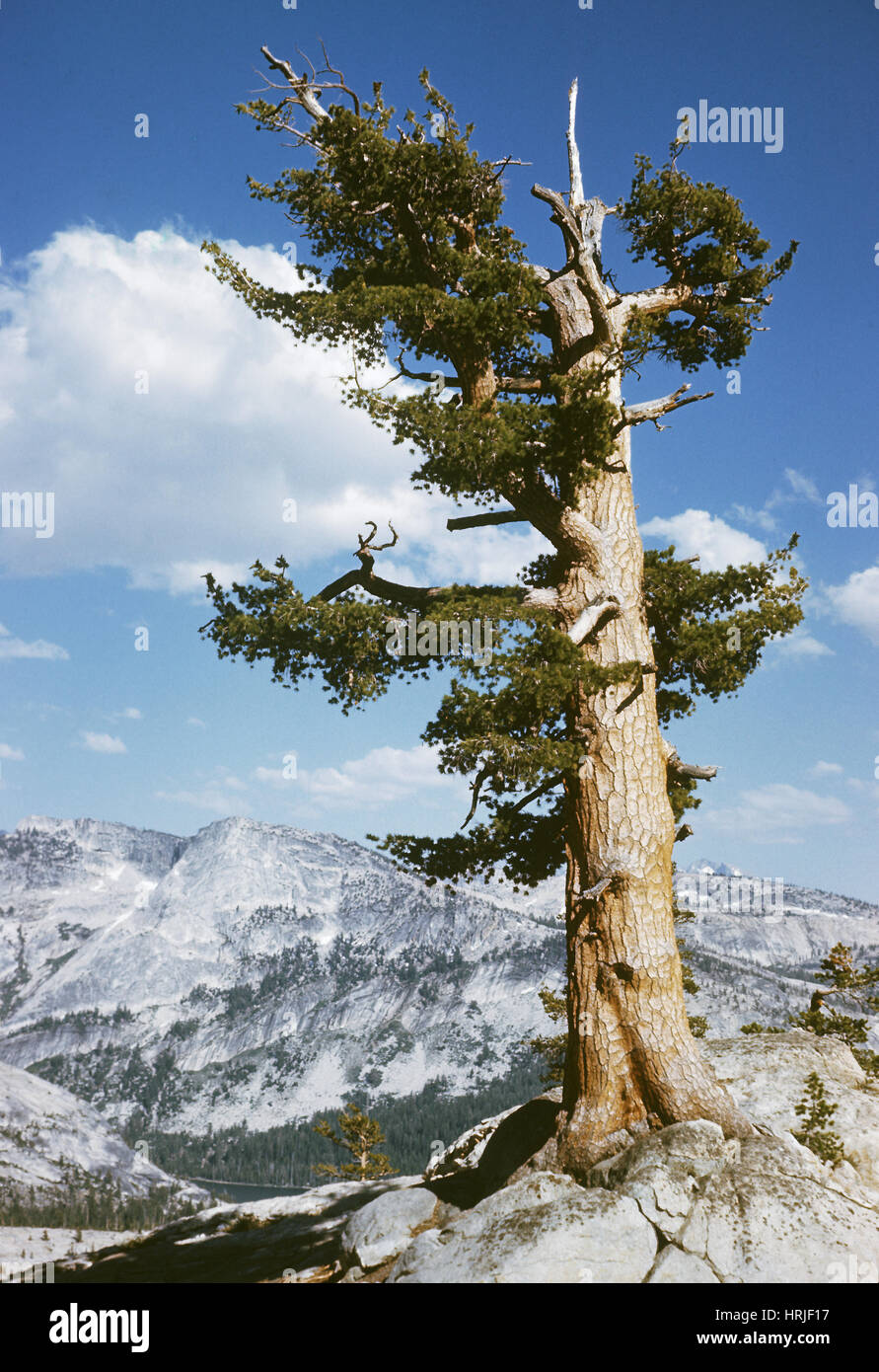 Western White Pine Weeping Western White Pine (Pinus Monticola