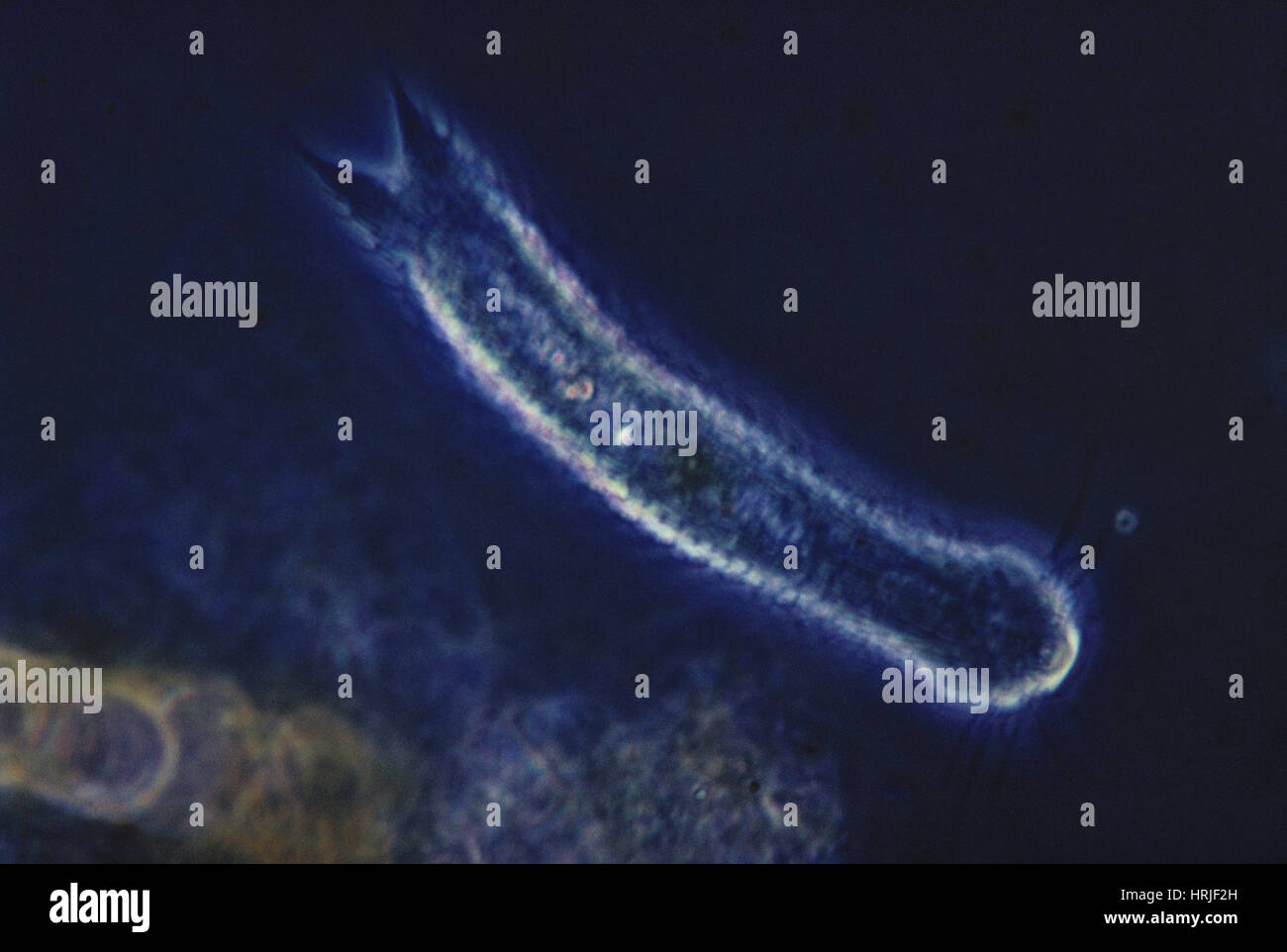 Lepidodermella hi-res stock photography and images - Alamy