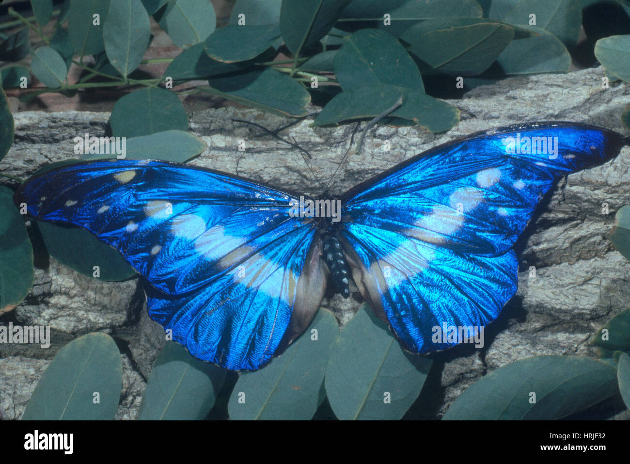 Morphos hi-res stock photography and images - Alamy