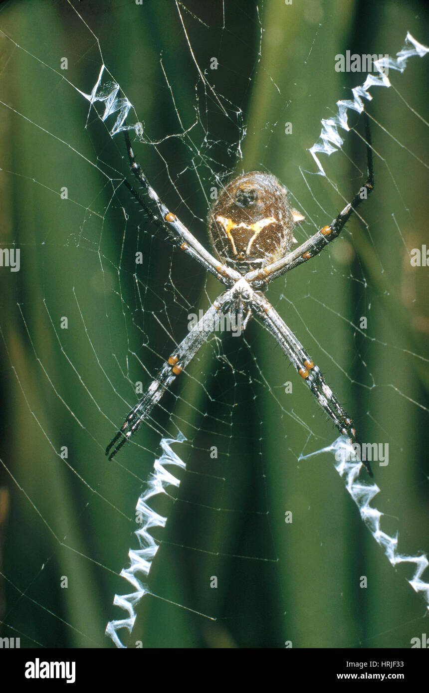 Orb web spider ventral view hi-res stock photography and images - Alamy
