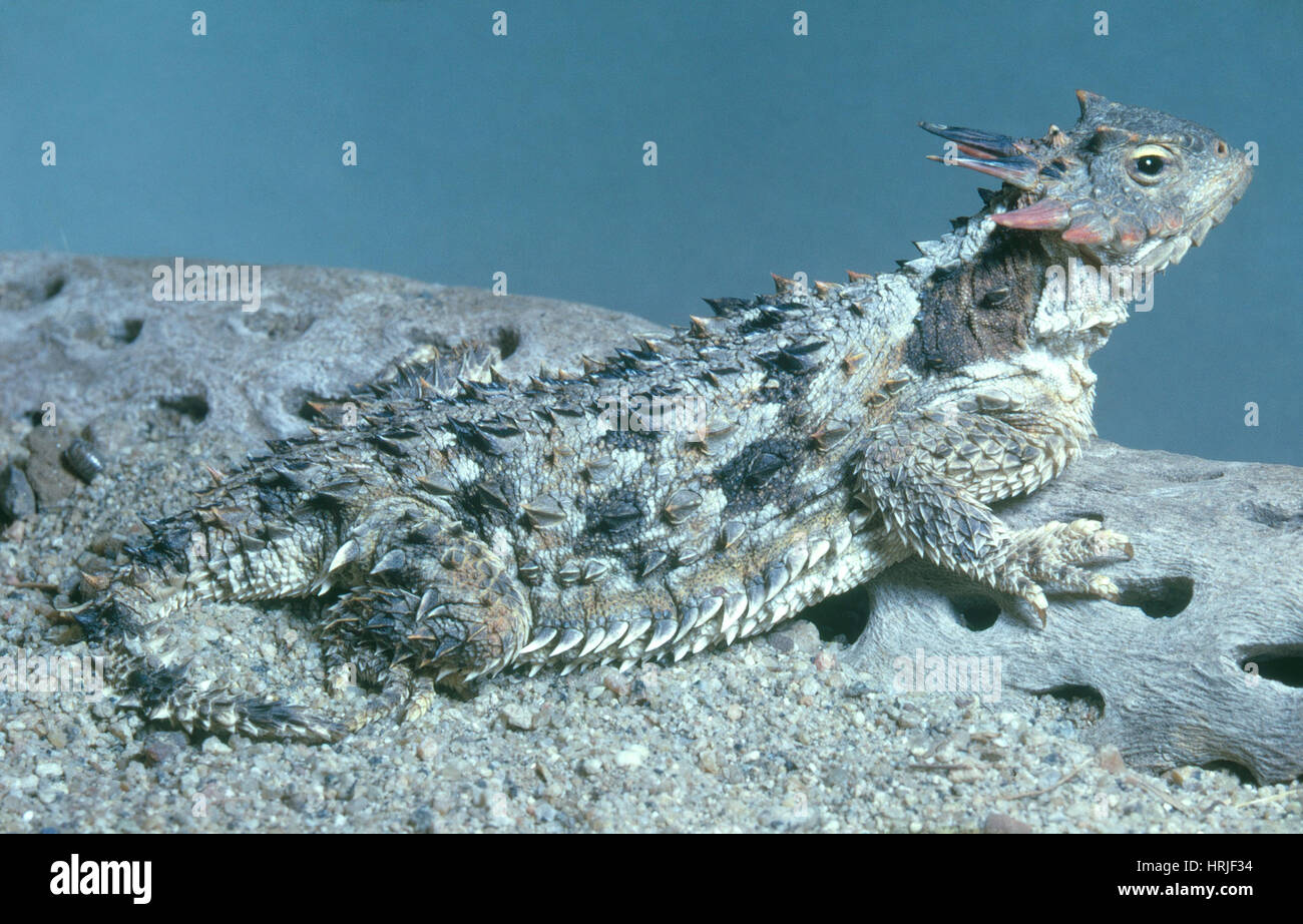 Animal animals fauna hi-res stock photography and images - Alamy