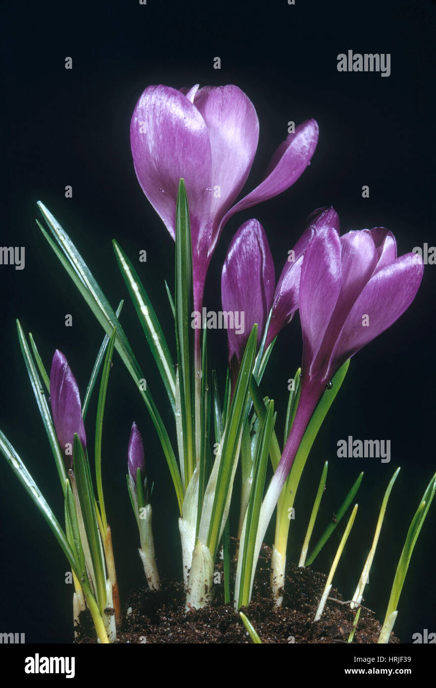 Crocus in Bloom Stock Photo - Alamy