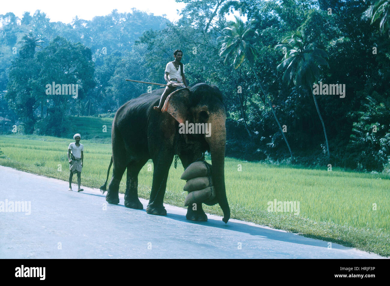 Elephant carrying man hi-res stock photography and images - Alamy