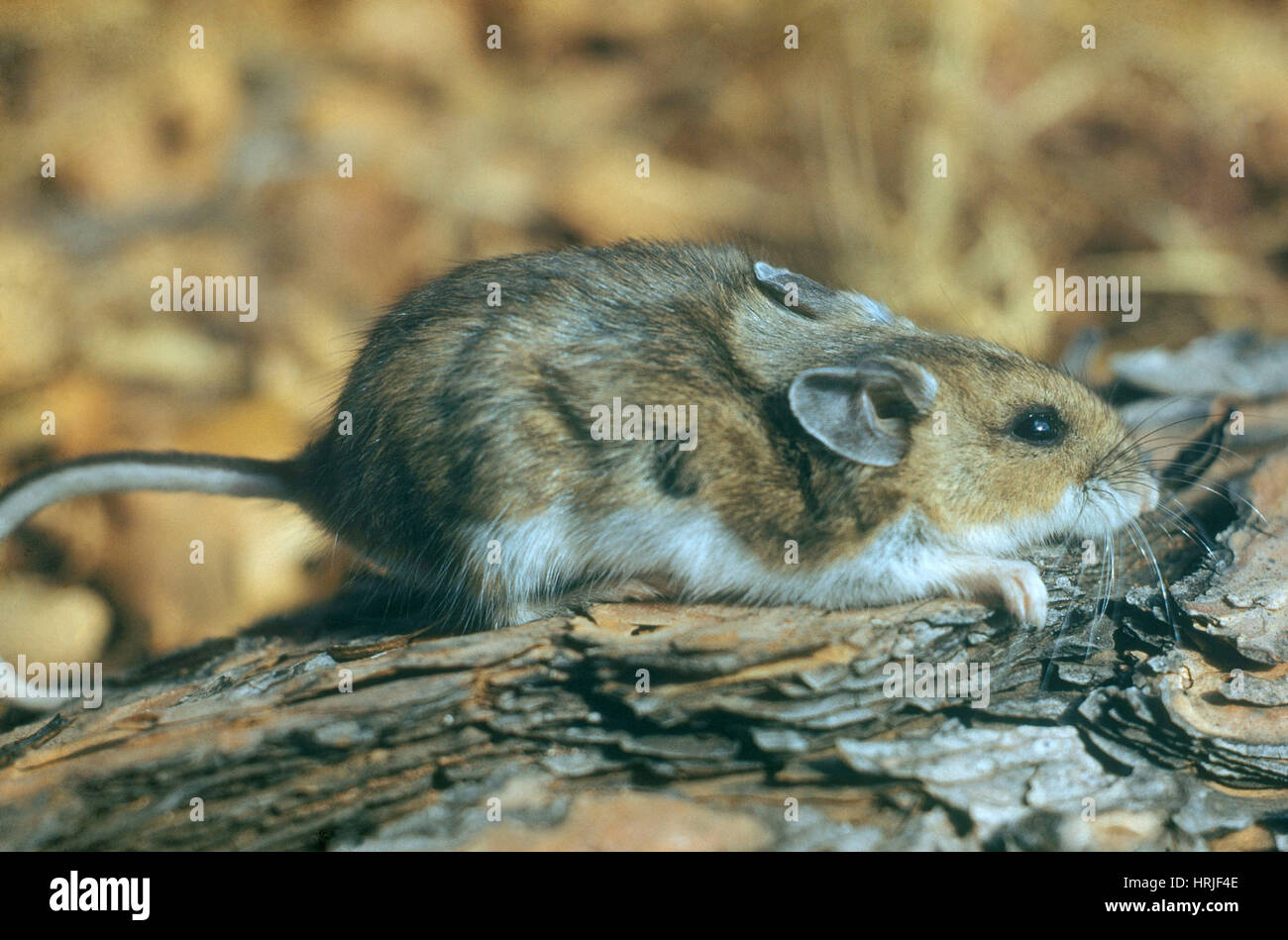 Mouse on a Log Stock Photo - Alamy