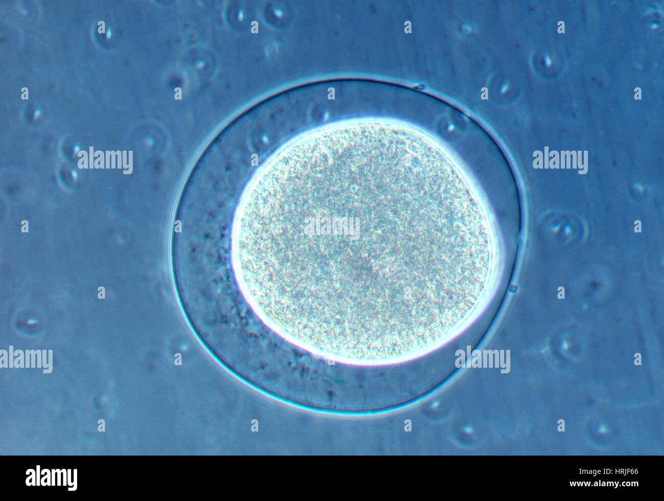 Fertilized sea urchin egg Stock Photo - Alamy