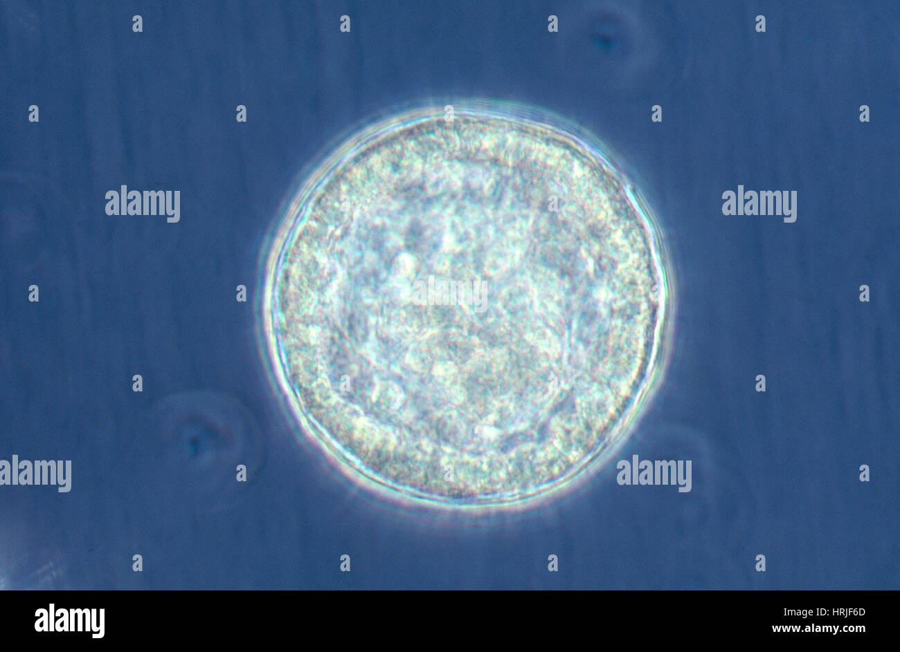 Sea urchin embryo Stock Photo - Alamy