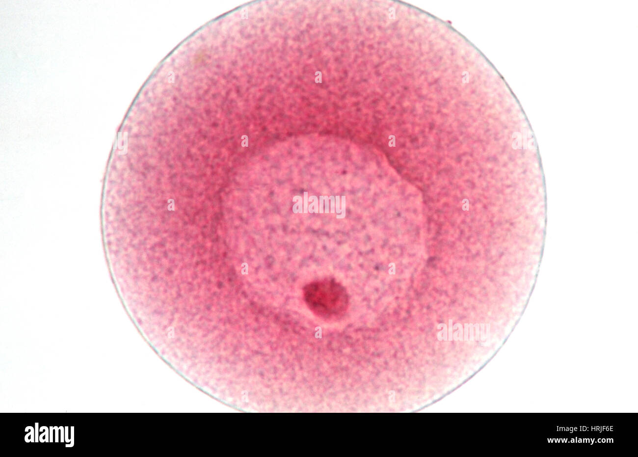 Germinal vesicle stage hi-res stock photography and images - Alamy