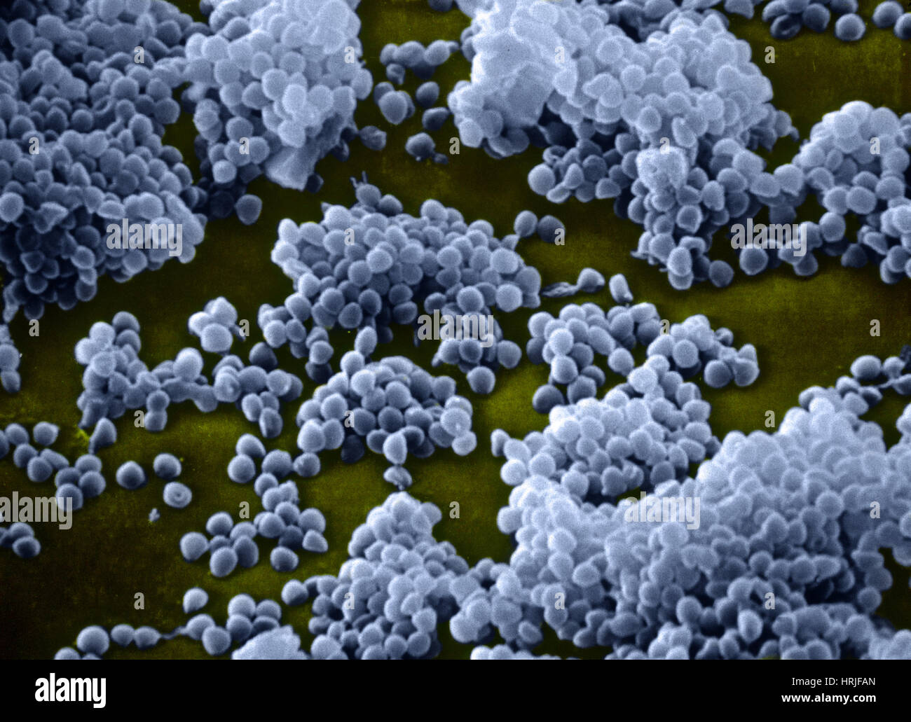 Coccus micrograph hi-res stock photography and images - Alamy