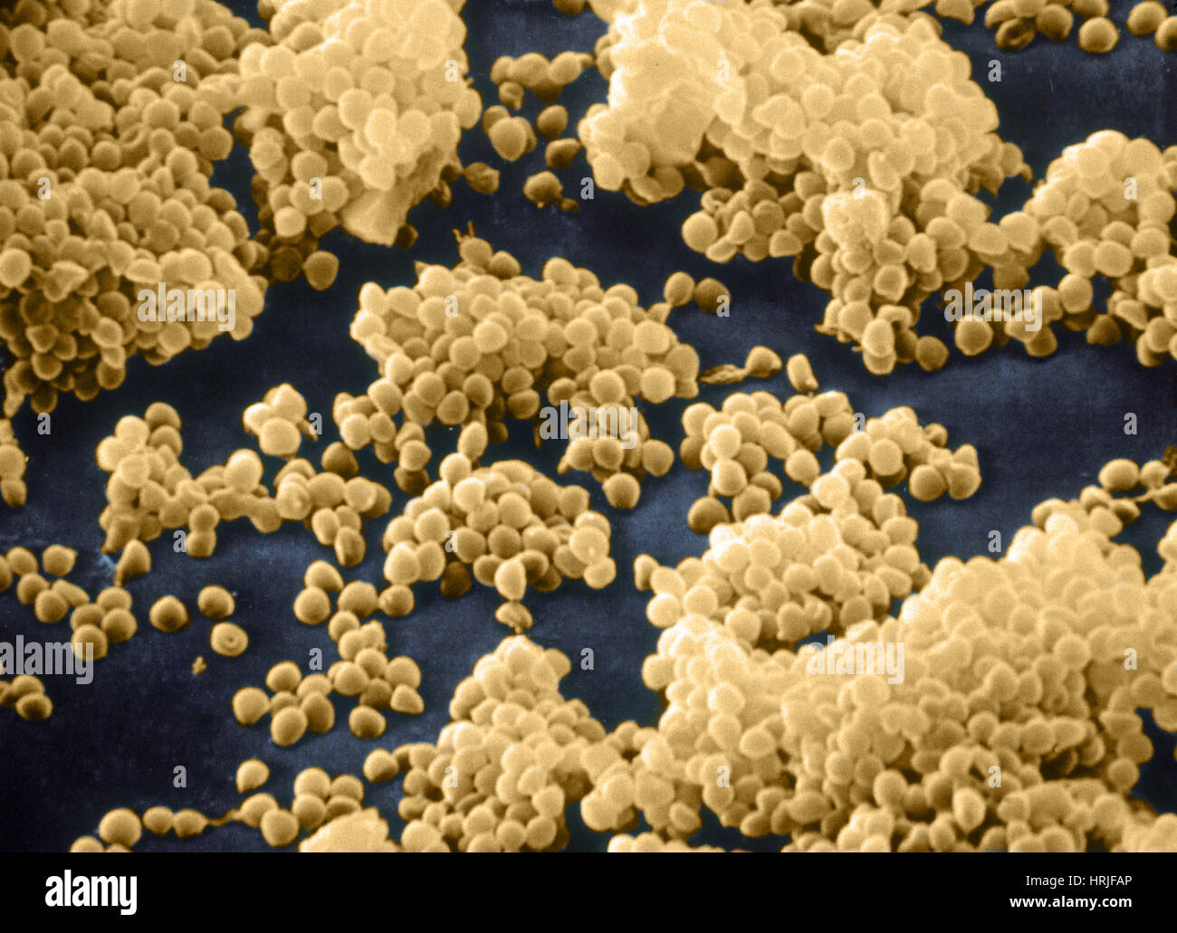 Cocci micrococcus bacteria hi-res stock photography and images - Alamy