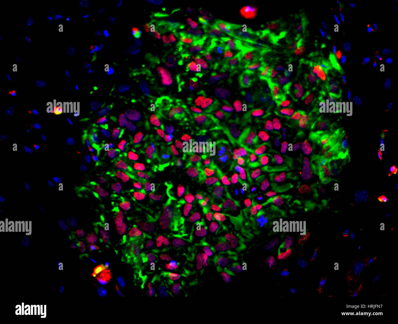Human stem cells fluorescent hi-res stock photography and images - Alamy