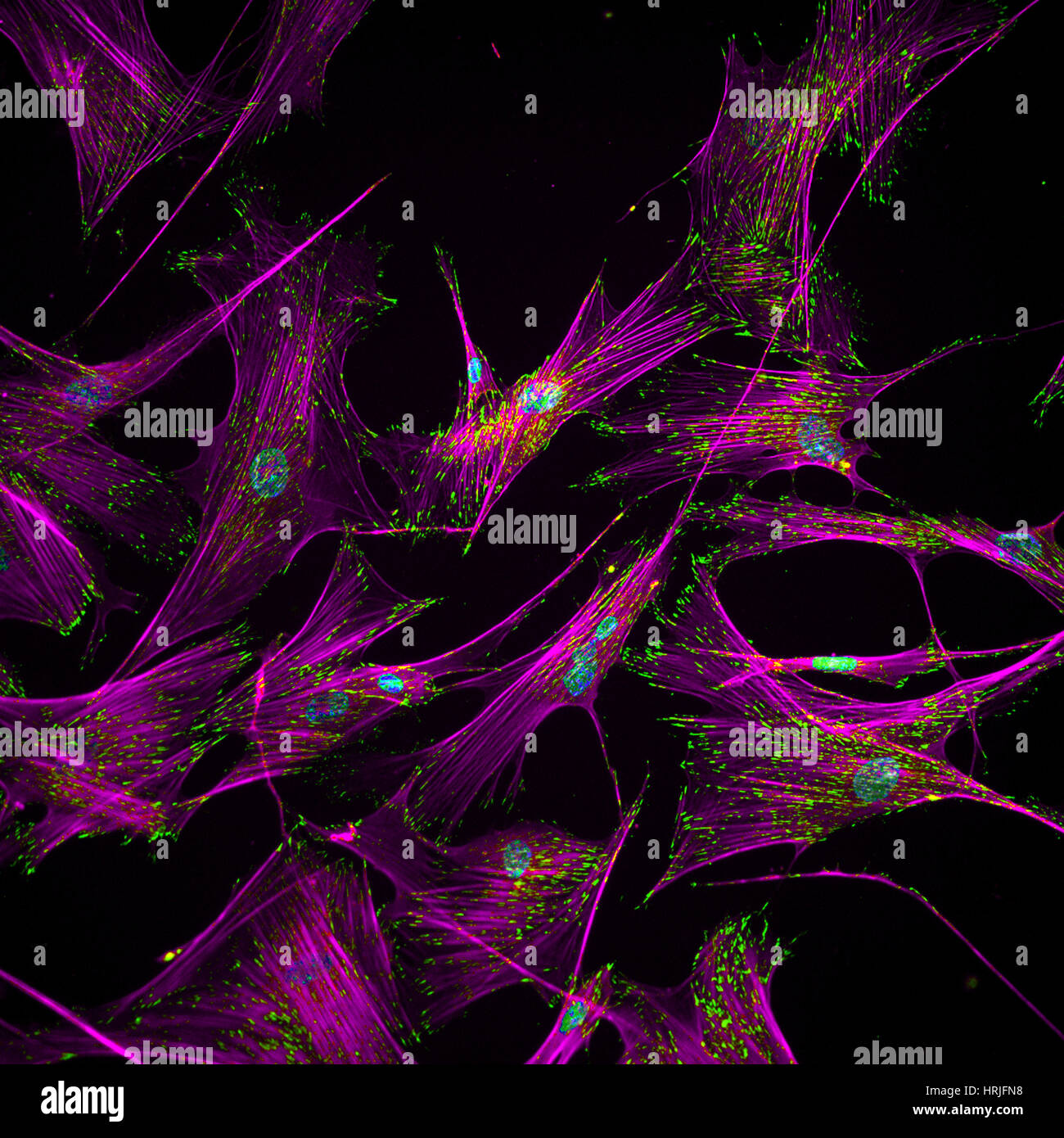 Fibroblast microscopy hi-res stock photography and images - Alamy