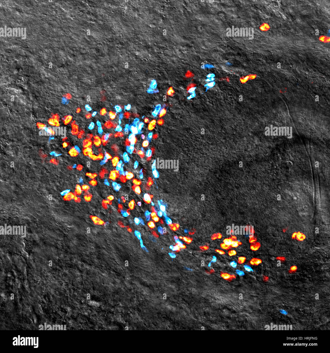 Planarian Stem Cell Colony Stock Photo - Alamy