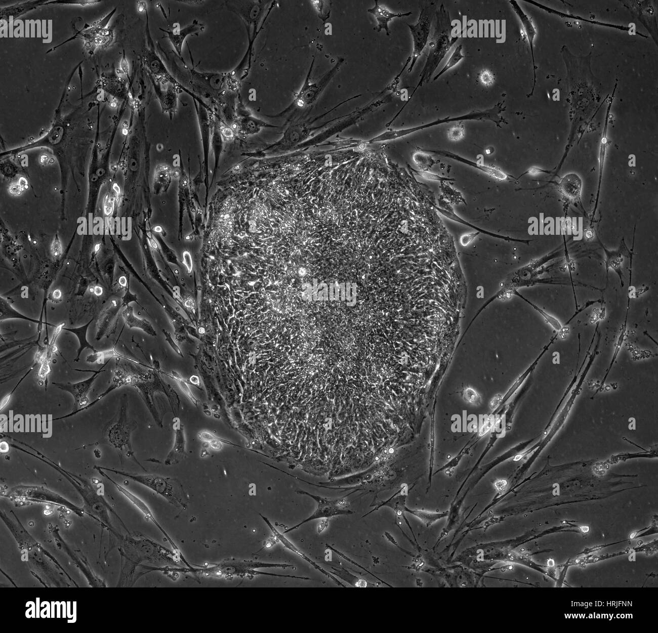 Skin stem Black and White Stock Photos & Images - Alamy