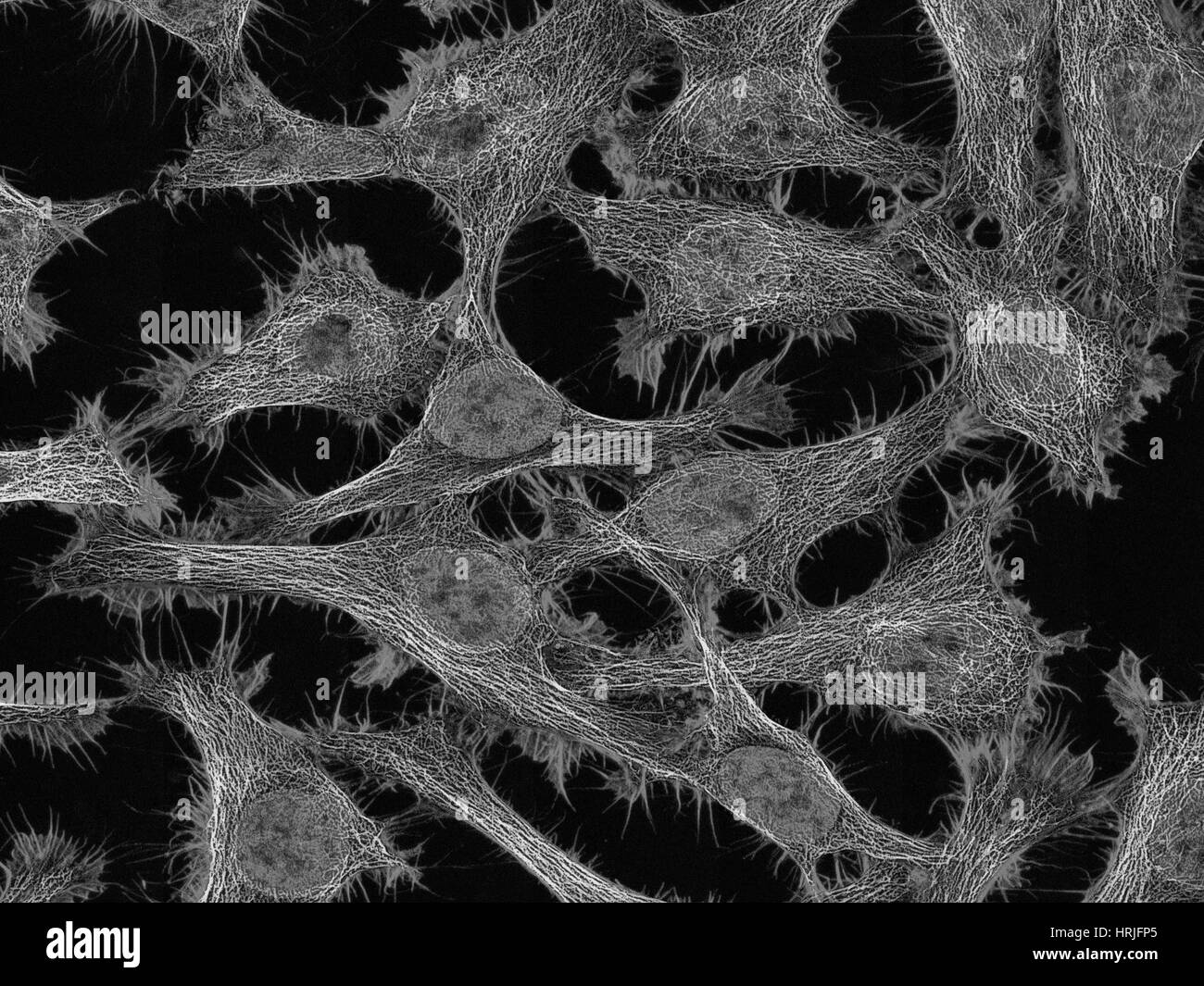 Actin cytoskeleton Black and White Stock Photos & Images - Alamy