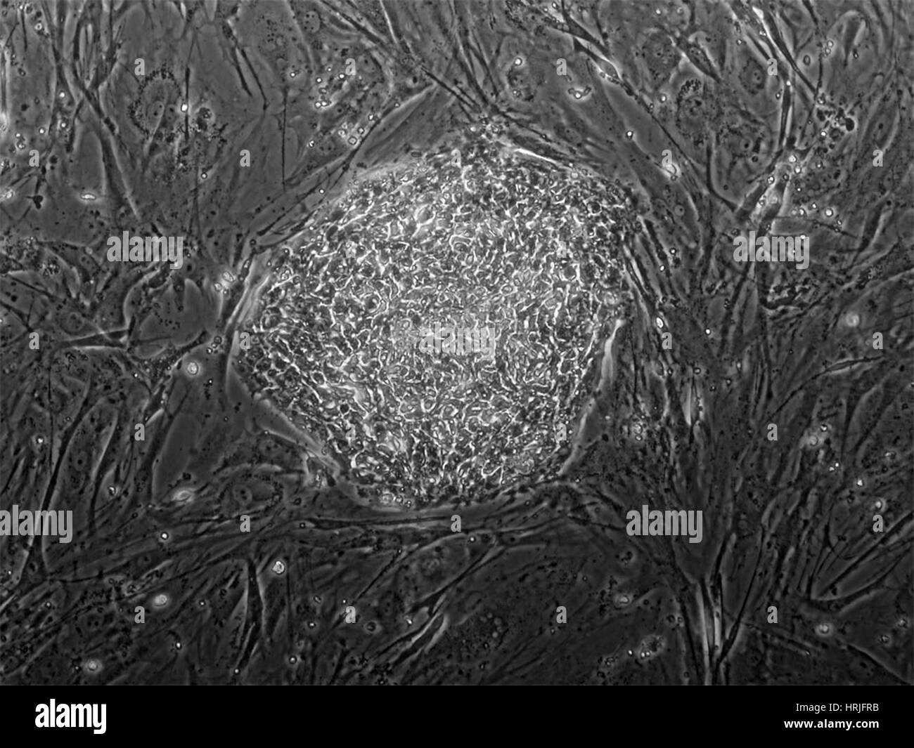 Human Embryonic Stem Cell Line ES01 Stock Photo - Alamy