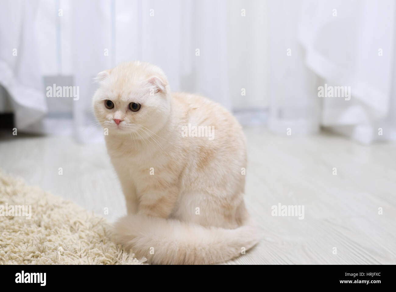 Fluffy beige kitten in a room on the floor Stock Photo - Alamy