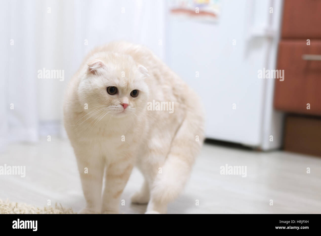 Fluffy beige kitten in a room on the floor Stock Photo - Alamy