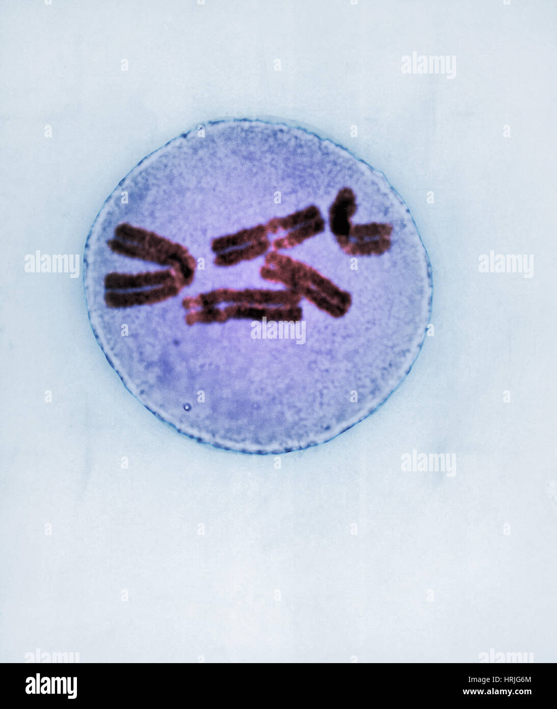 Metaphase in mitosis hi-res stock photography and images - Alamy
