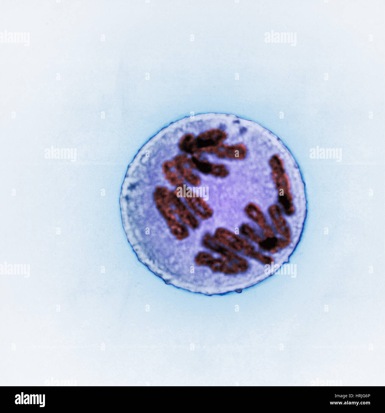 Anaphase of mitosis hi-res stock photography and images - Alamy