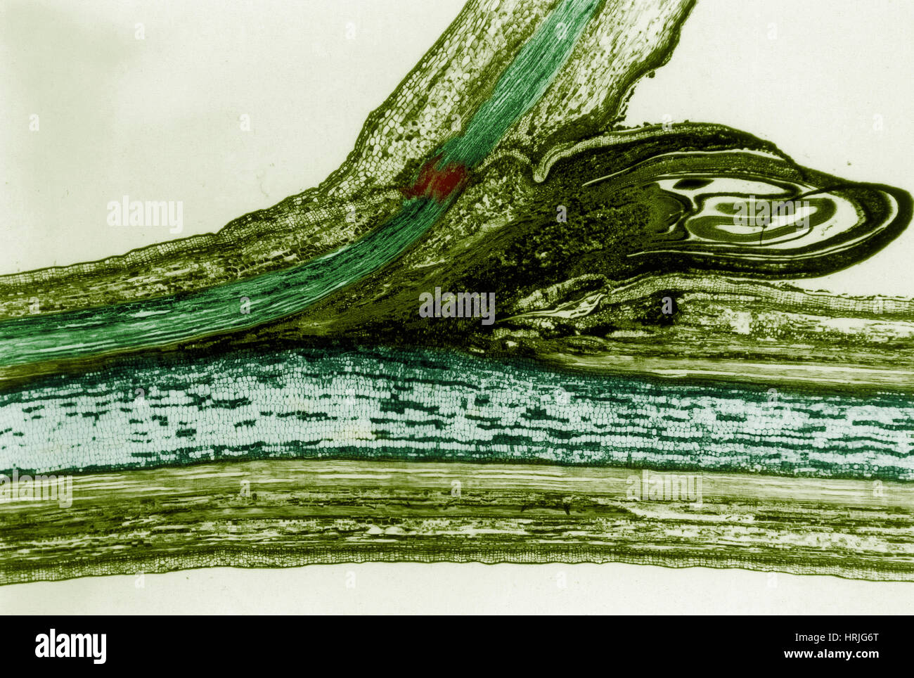 Abscission Layer of Poplar Leaf, LM Stock Photo - Alamy